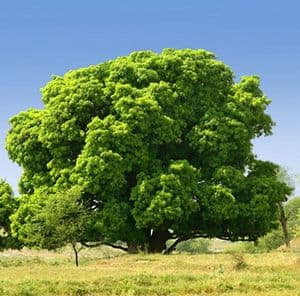 Jesus Curses A Fig Tree | Daily Prayers